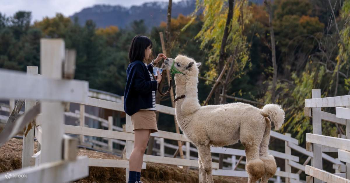 [Instagrammable] Alpaca World, Begonia Garden & Riverside Photo Tour ...